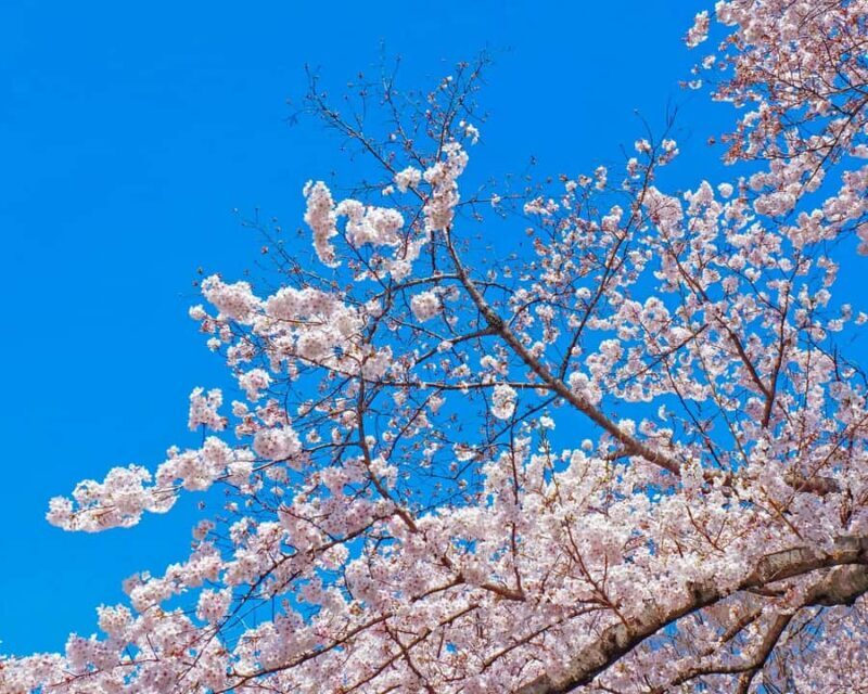 Tokyo: Shinjuku Gyoen Cherry Blossom Tour & Entry - The Sum Up