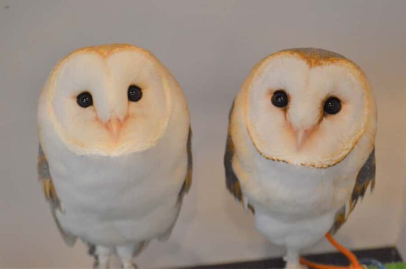 Tokyo: Shinjuku Gyoen, Meiji Shrine, and Shibuya Tour - The Practicalities