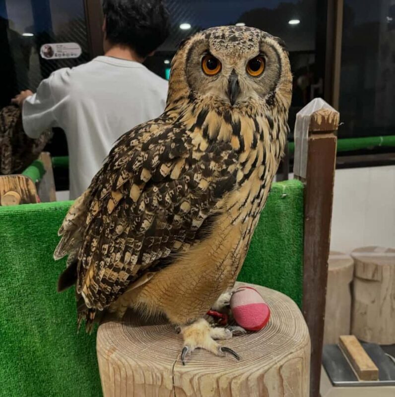 Tokyo: Shinjuku Gyoen, Meiji Shrine, and Shibuya Tour - FAQ