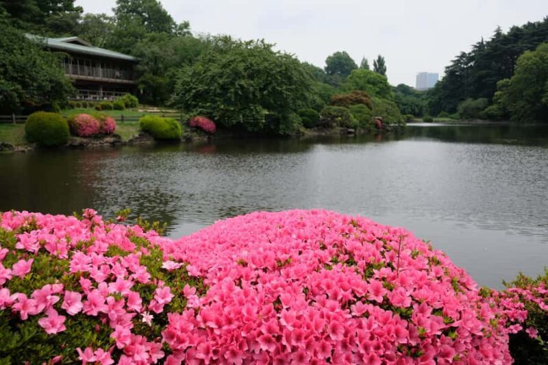Tokyo: Shinjuku Gyoen National Garden Guided Walking Tour - The Experience and Its Details