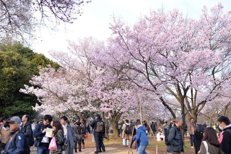 Tokyo: Shinjuku Gyoen National Garden Guided Walking Tour - Authentic Insights from Reviews