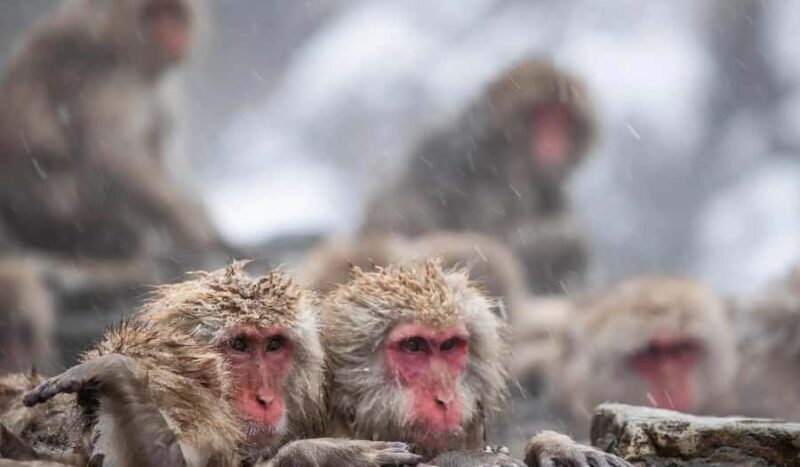 Tokyo: Snow Monkey and Nagano One-Day Private Tour - Key Points