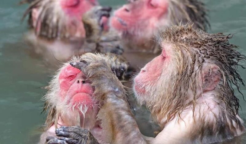 Tokyo: Snow Monkey and Nagano One-Day Private Tour - Introduction to the Tour Experience