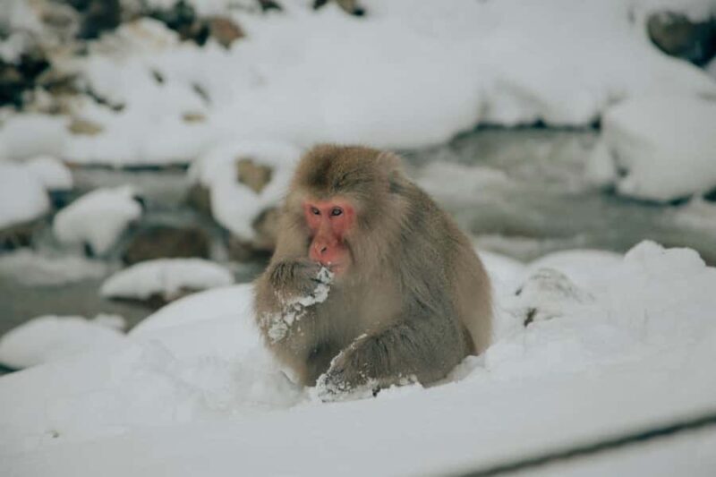 Tokyo: Snow Monkey Park And Zenko-ji Temple Full-Day Tour - FAQ