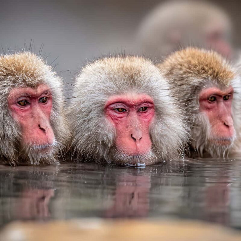 Tokyo: Snow Monkey Park & Nagano Highlights Private Tour - Introduction: Why This Tour Stands Out