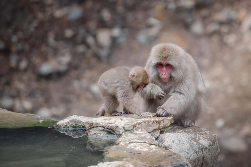 Tokyo: Snow Monkey Park & Nagano Highlights Private Trip - What Travelers Say