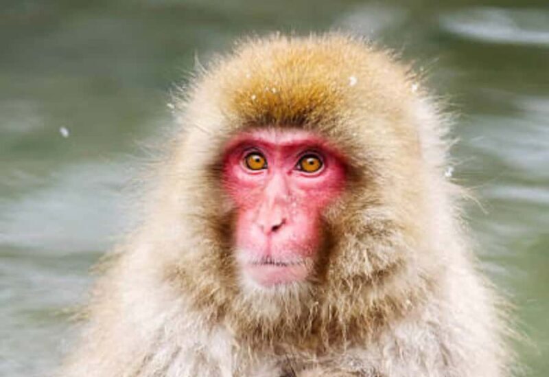 Tokyo: Snow Monkey Park Private Customize Tour English Guide - Key Points