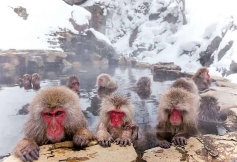 Tokyo: Snow Monkey Park Private Customize Tour English Guide - An In-Depth Look at the Jigokudani Snow Monkey Tour