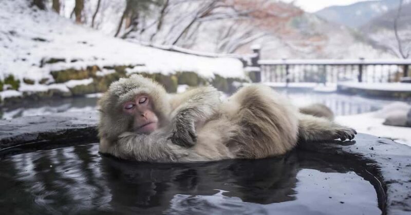 Tokyo: Snow Monkey Park Private Tour Customizable Day Trip - Key Points
