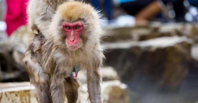 Tokyo: Snow Monkey Park Private Tour Customizable Day Trip - Final Thoughts: Is This Tour Worth It?