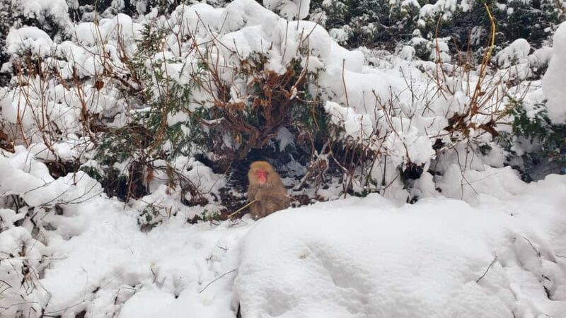 Tokyo: Snow Monkeys, Zenkoji Temple, & Obuse Day Trip - FAQs