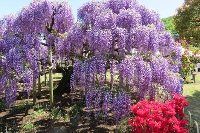 Tokyo Spring: Ashikaga Flower Park, Kawagoe & 100 Vending Machine - Key Points