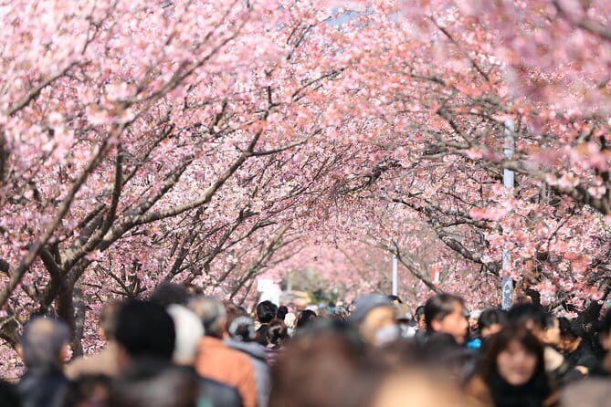 Tokyo Spring Daytime (Cherry Blossom) Food Tour - Introduction