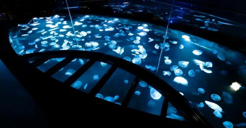 Tokyo: Sumida Aquarium Entry Ticket - Key Points