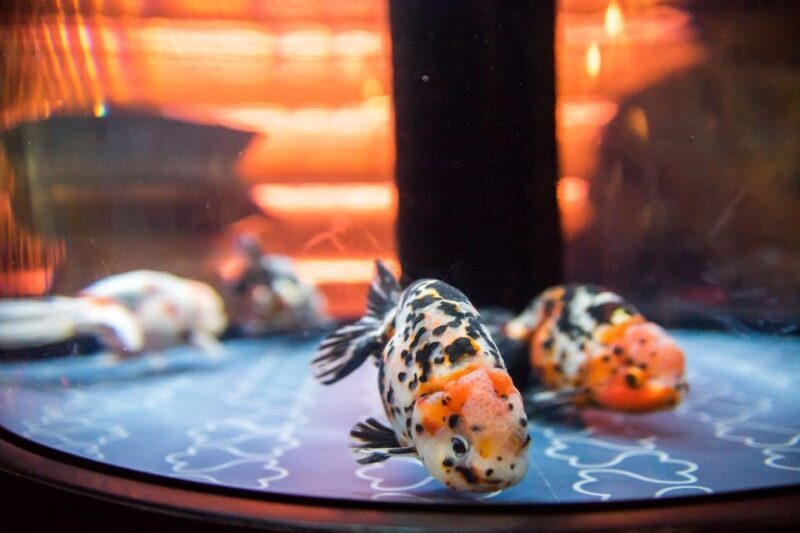 Tokyo: Sumida Aquarium Entry Ticket - An In-Depth Look at the Sumida Aquarium