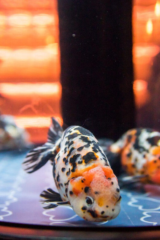 Tokyo: Sumida Aquarium Entry Ticket - Final Thoughts