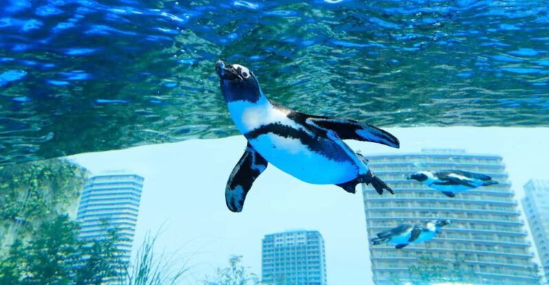 Tokyo: Sunshine Aquarium Entry Ticket - Key Points