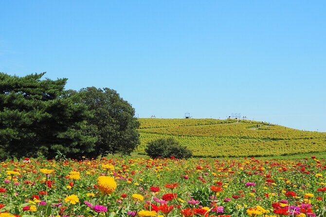 Tokyo to Hitachi Seaside Park Private Day Trip by Car - The Itinerary: What to Expect
