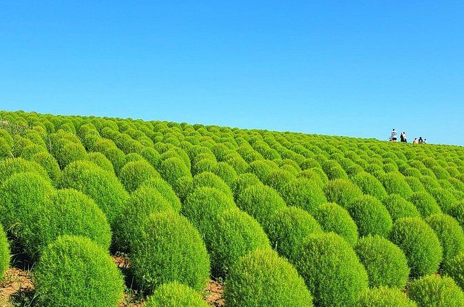 Tokyo to Hitachi Seaside Park Private Day Trip by Car - Authentic Experience and Authenticity