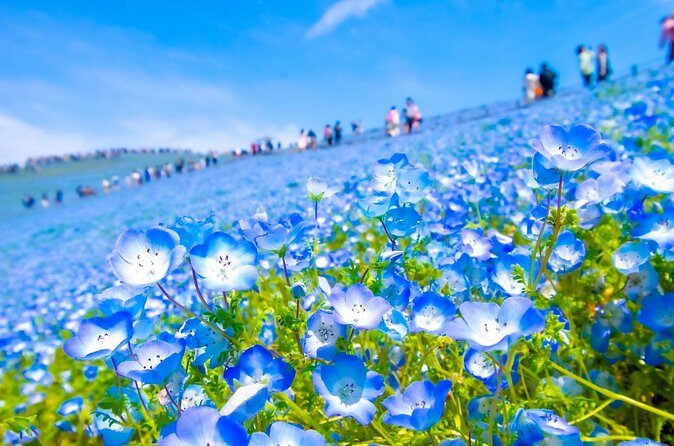 Tokyo to Hitachi Seaside Park Private Day Trip by Car - The Sum Up