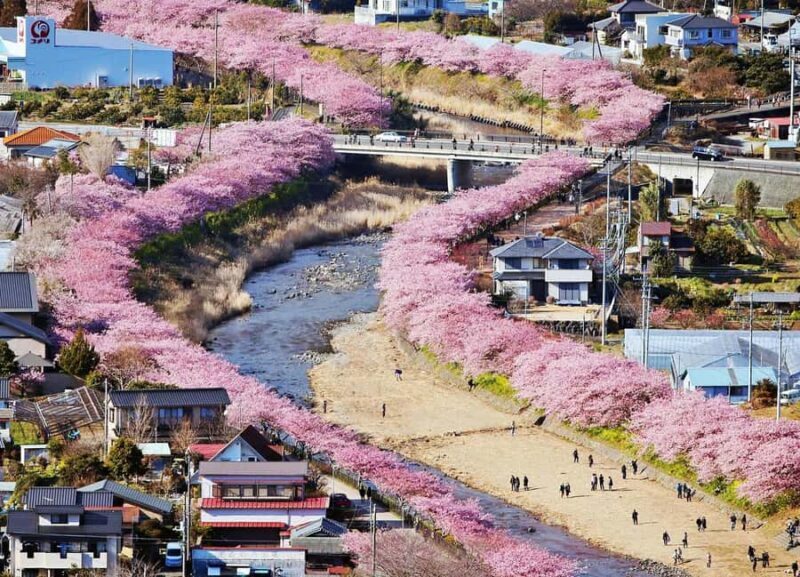 Tokyo to Izu: Kawazu Sakura Day Trip with Train & Pickup - Authenticity and Traveler Experiences