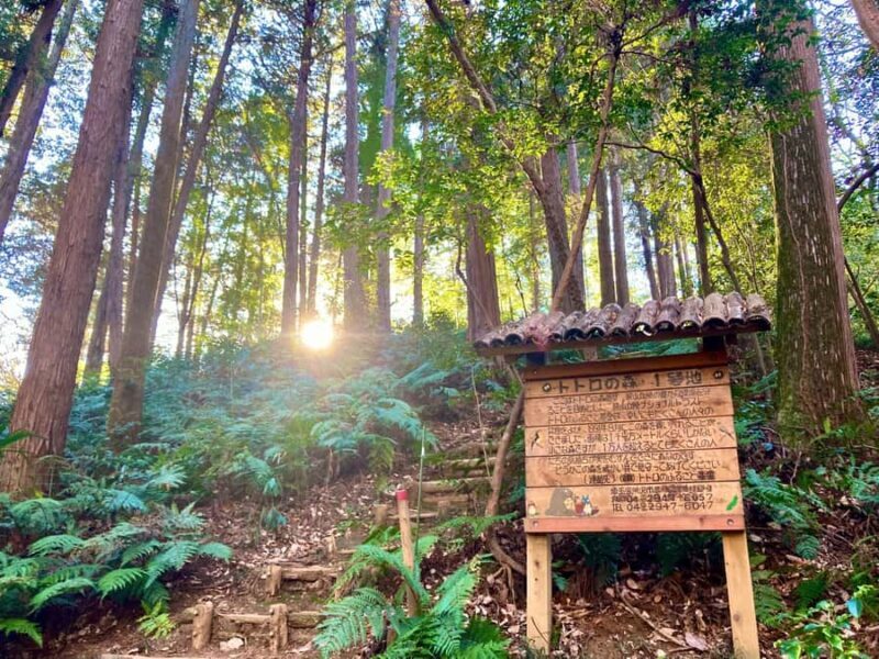 Tokyo: Totoro Forest Hiking Tour in Sayama Hills - Key Points