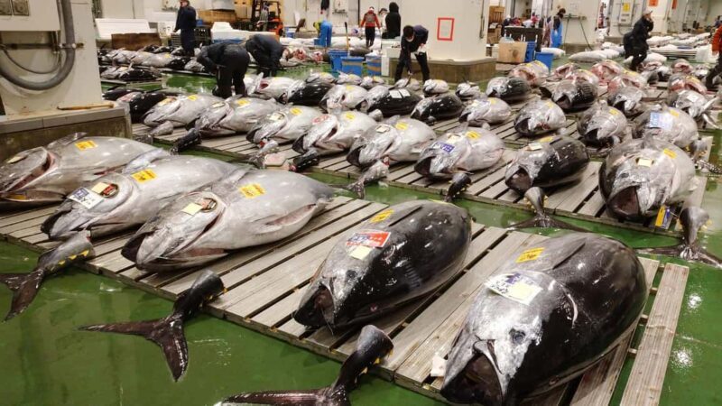 Tokyo: Toyosu Tuna Auction &Tsukiji Market Gourmet Adventure - The Itinerary Breakdown
