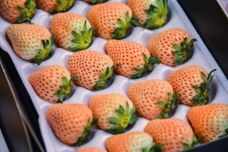 Tokyo : Tsukiji Fish Market Food Walking & Shrine Visit Tour - Observing the Fish Handling at the Wharf