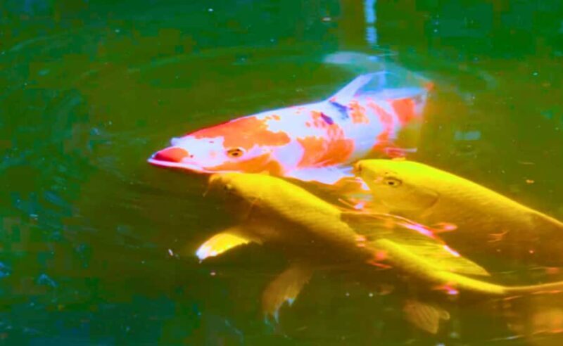 Tokyo: Walking Tour of the Imperial Palace, Shoguns, and Garden - Final Thoughts