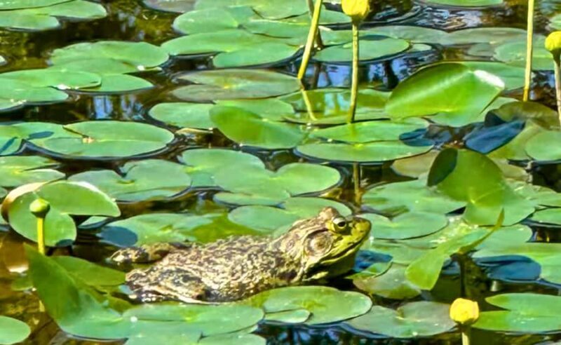 Tokyo: Walking Tour of the Imperial Palace, Shoguns, and Garden - FAQ