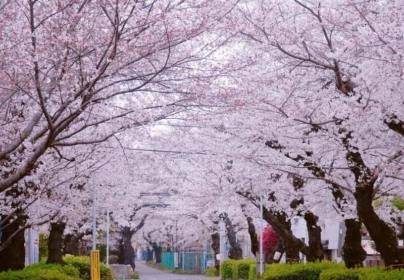 Tokyo: Yanaka and Ueno Walking Tour with Beer - Review Summary and Authentic Feedback