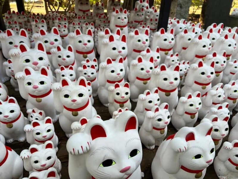 Tokyo:An Unique temple Walking Tour for cat lovers - The Value of This Tour