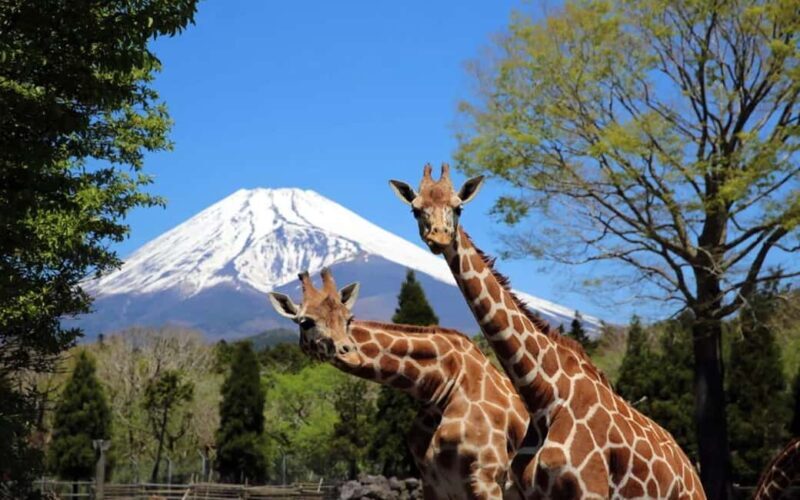 Tokyo:Customizable Private Day Trip to Mt.Fuji & Safari Park - Key Points