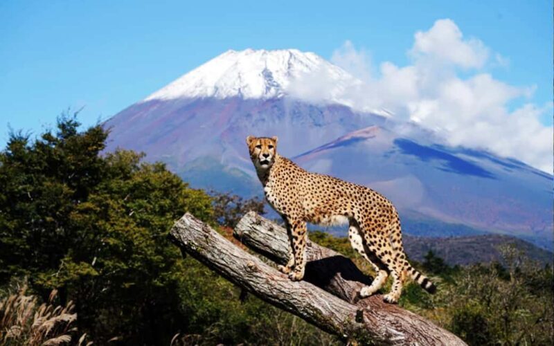 Tokyo:Customizable Private Day Trip to Mt.Fuji & Safari Park - An Overview of the Tour Experience