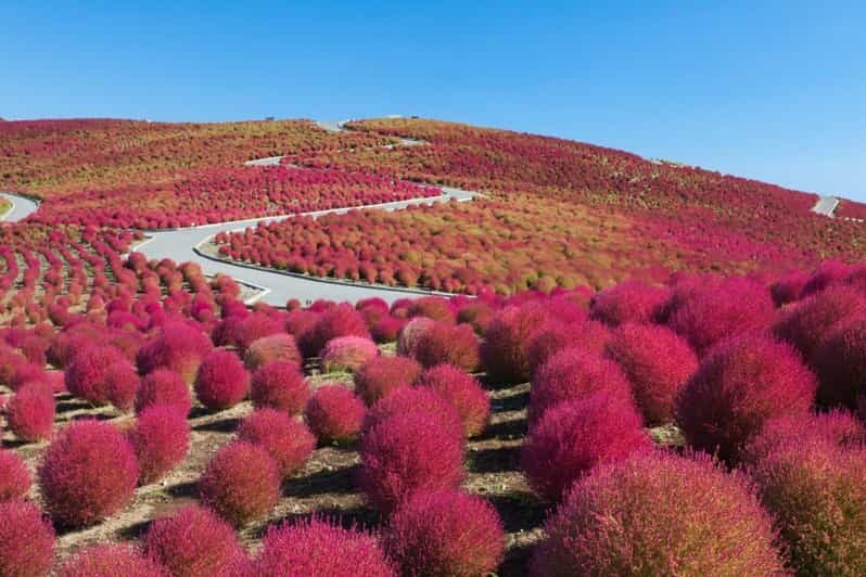 Tokyo:Hitachi seaside Park/Oarai isosaki shrine private tour - Final Thoughts