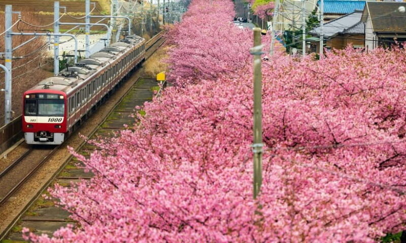 Tokyo:Izu Penisula Train Mt Omuro, Capybara Sightseeing Trip - Key Points