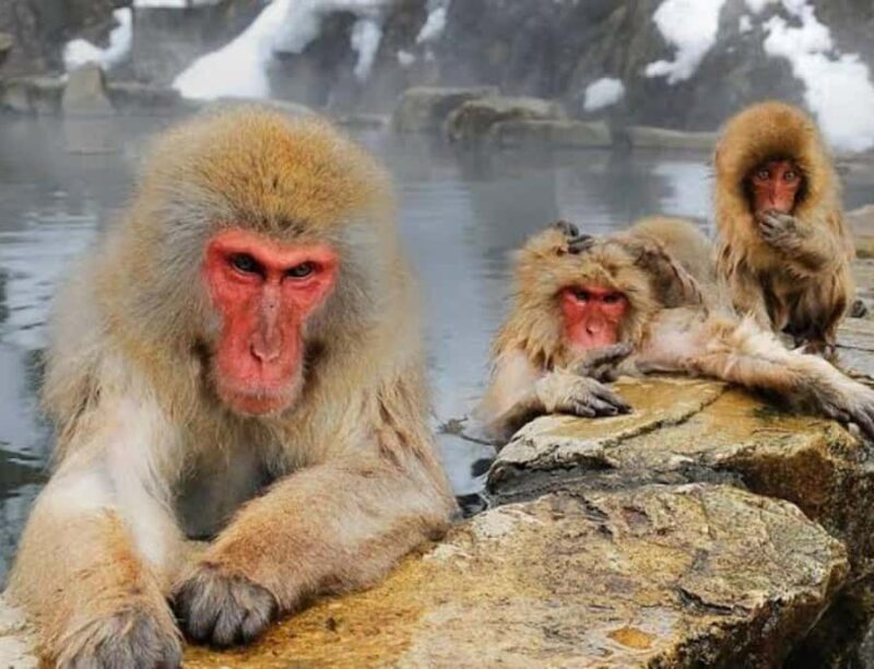 Tokyo:Nagano Snow Monkey Private Day Trip with English Guide - An In-Depth Look at the Tour Experience