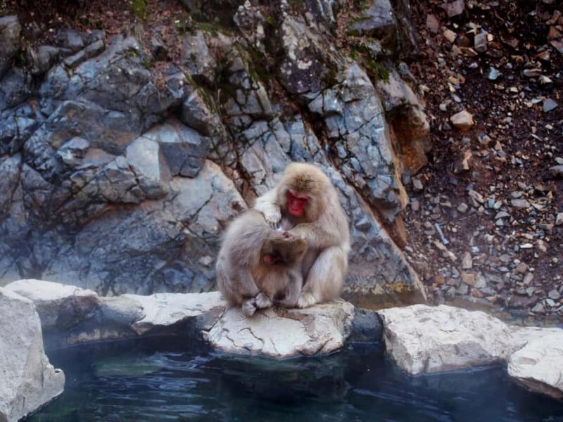 Tokyo:Nagano Snow Monkey, Zenkoji Temple, Obuse Private Trip - An In-Depth Look at the Nagano Snow Monkey and Zenko-ji Tour