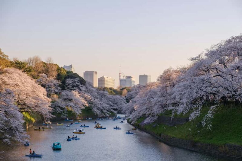 Tokyo:Private Chidorigafuchi Sakura Walk by the ImperialMoat - FAQ