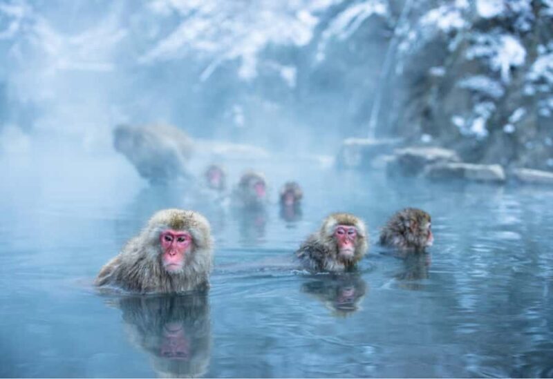 Tokyo:Snow Monkey Park Private Customized Tour English Guide - Key Points