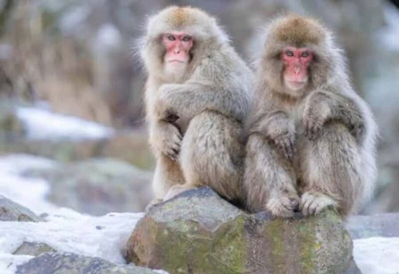 Tokyo:Snow Monkey Park Private Customized Tour English Guide - The Journey Begins: Pickup and Drive