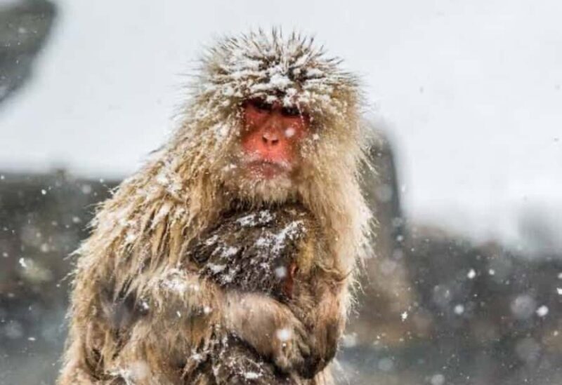 Tokyo:Snow Monkey Park Private Customized Tour English Guide - Return Journey and Drop-offs