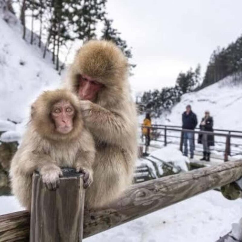 Tokyo:Snow Monkey Private Customized Tour With English guide - Key Points