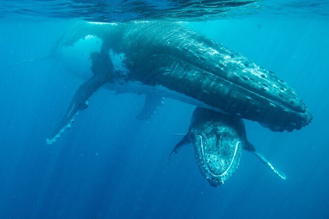 Tonga Holiday V Island Tours - Fixed Prices BEST VALUE - FAQ