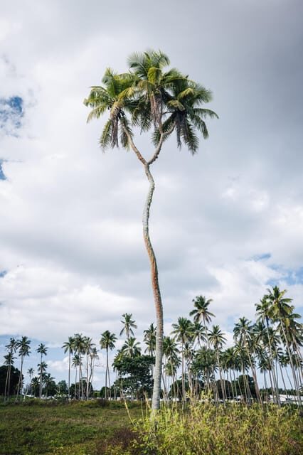 TONGATAPU ISLAND TOUR- Takeaway Tonga and You - What to Expect from the Tongatapu Island Tour