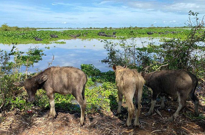 Tonle Sap Lake Unique Kayaking at Kompong Pluk Floating community - Frequently Asked Questions