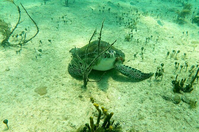 Top 4 Snorkeling Adventures in Bimini - FAQs