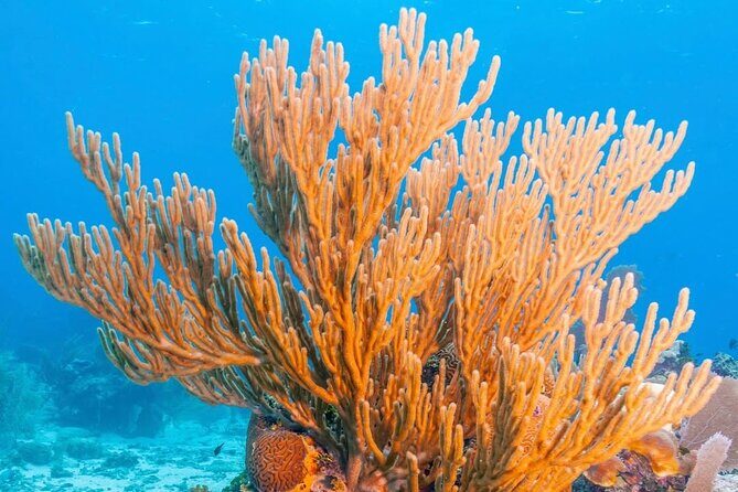 Top Snorkeling Experience in Puerto Morelos Reef - Exploring the Puerto Morelos Reef Snorkeling Tour in Detail