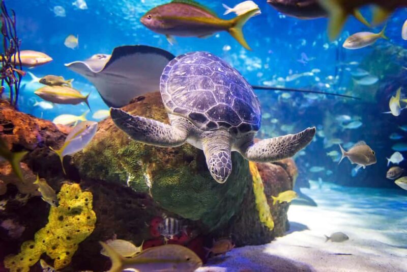 Toronto CityPASS®: Save up to 38% at 5 Top Attractions - Why Choose the Toronto CityPASS®?