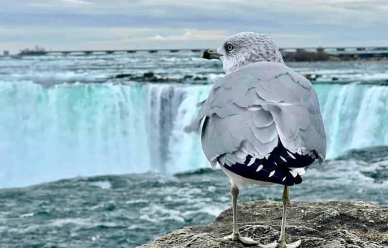 Toronto: Niagara Falls Day Tour + Boat & Behind Falls Entry - Lunch and Free Time